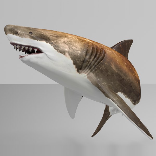 Animal Shark 3D Models for Download | TurboSquid