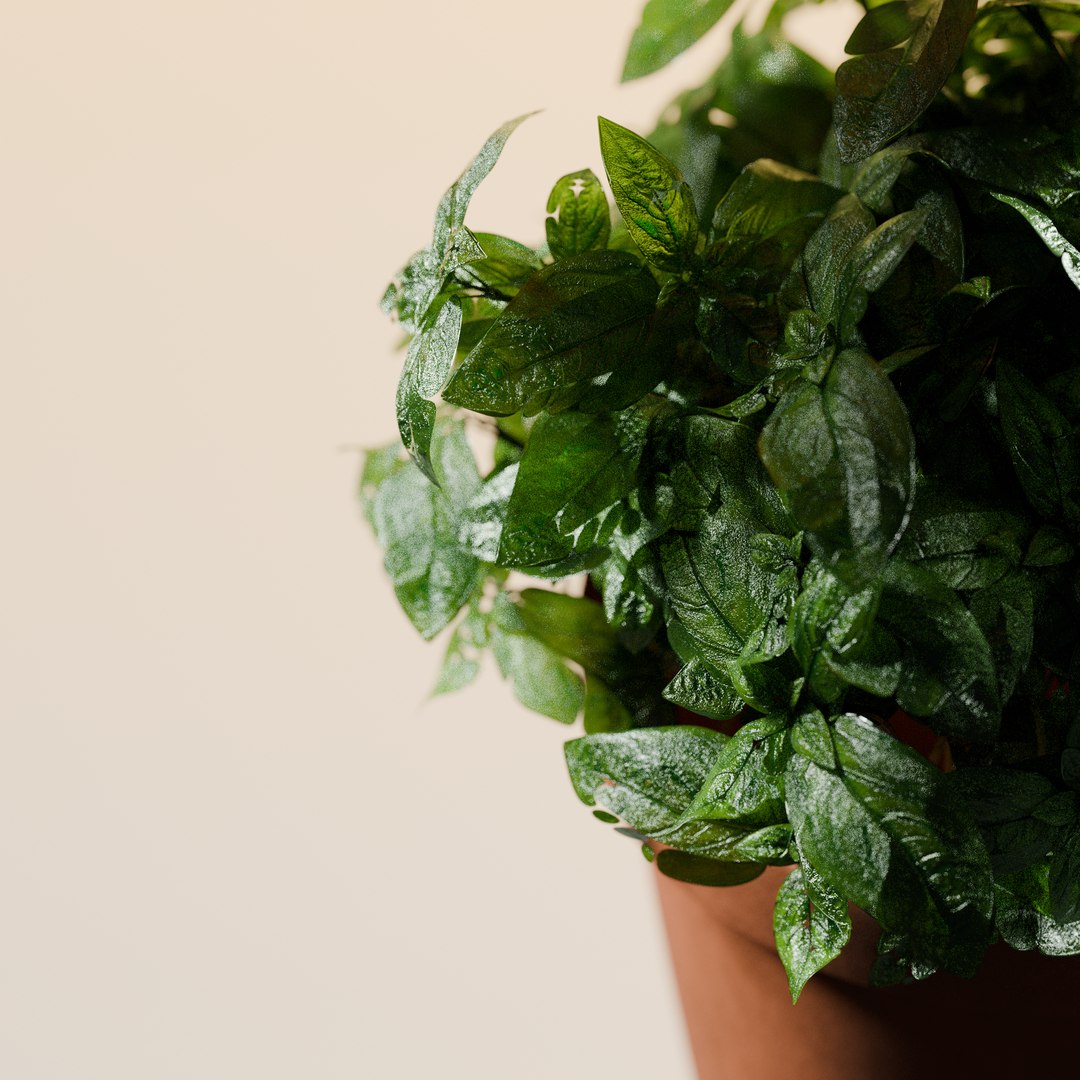 3D Basil Plant - TurboSquid 2362508