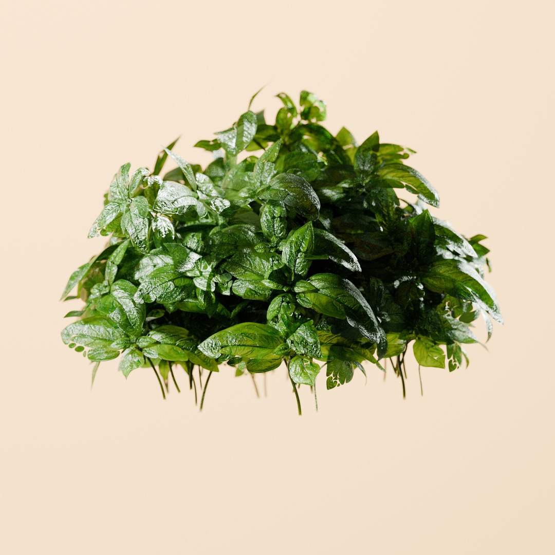 3D Basil Plant - TurboSquid 2362508