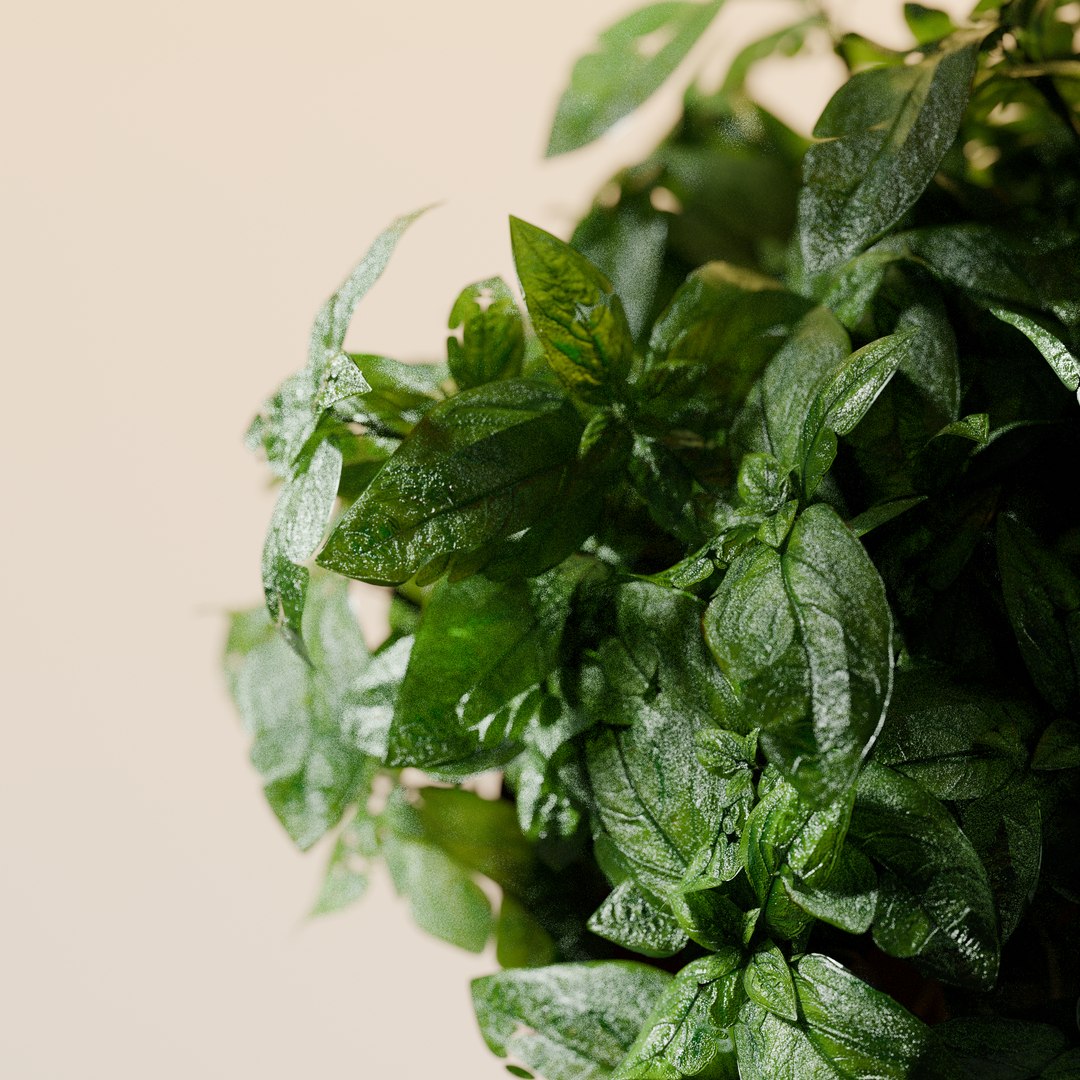 3D Basil Plant - TurboSquid 2362508