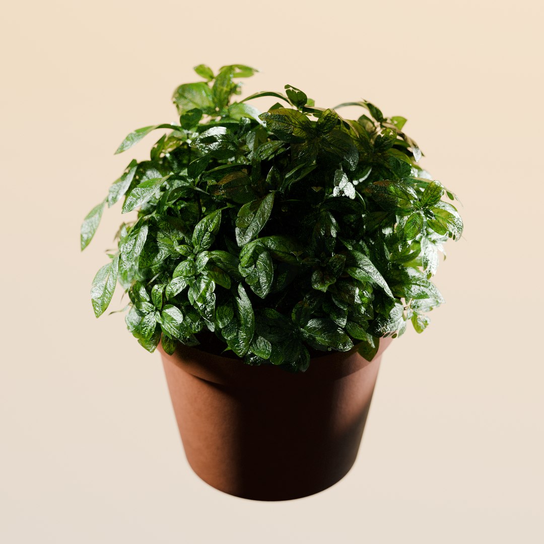 3D Basil Plant - TurboSquid 2362508