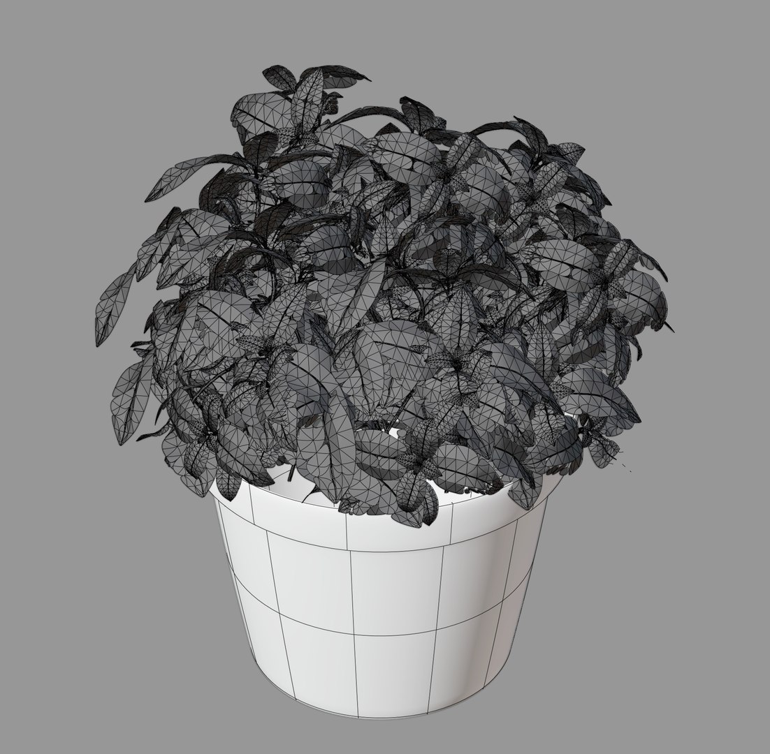3D Basil Plant - TurboSquid 2362508