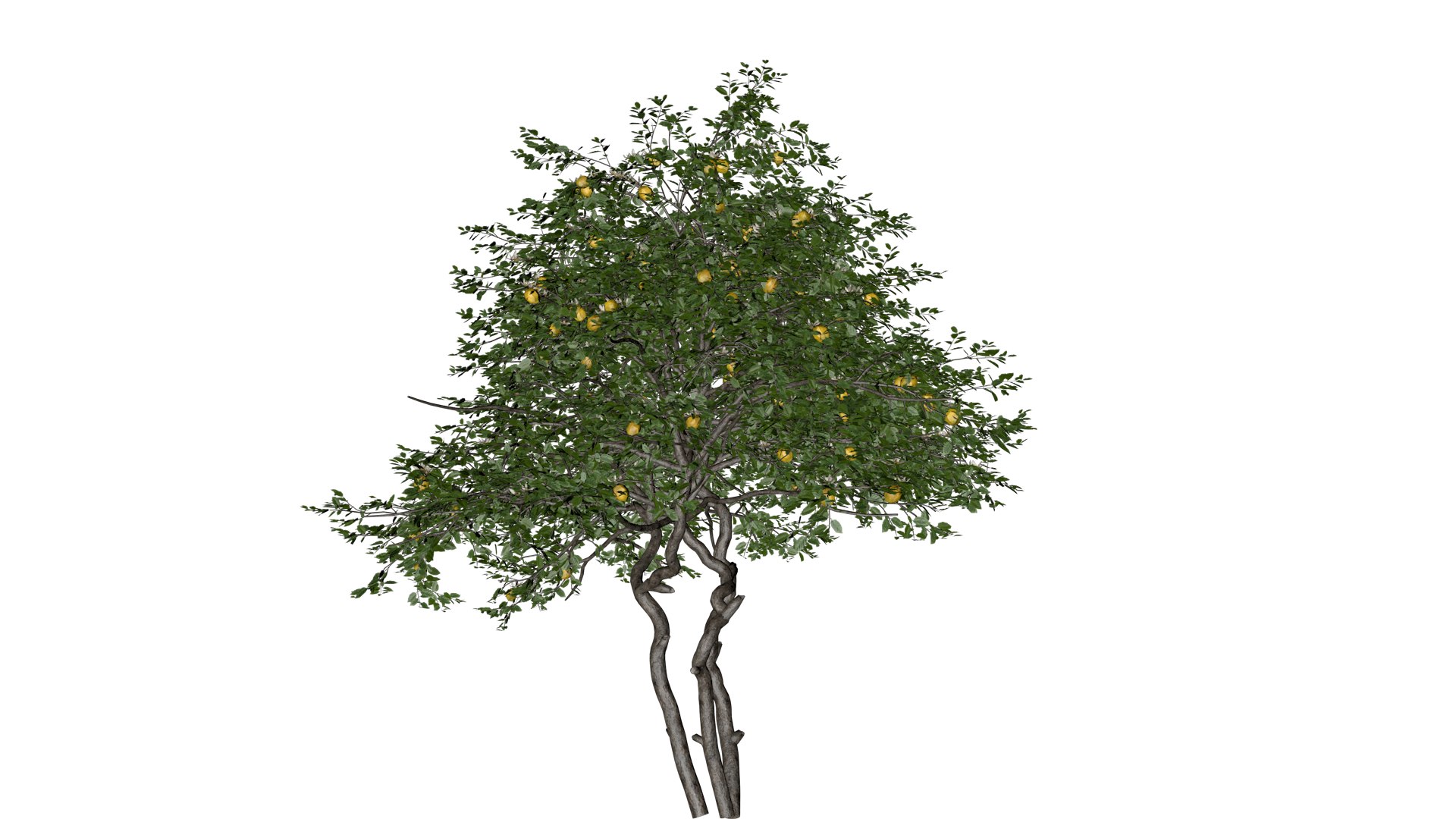 3D Lemon Tree - 10 - - TurboSquid 2376784