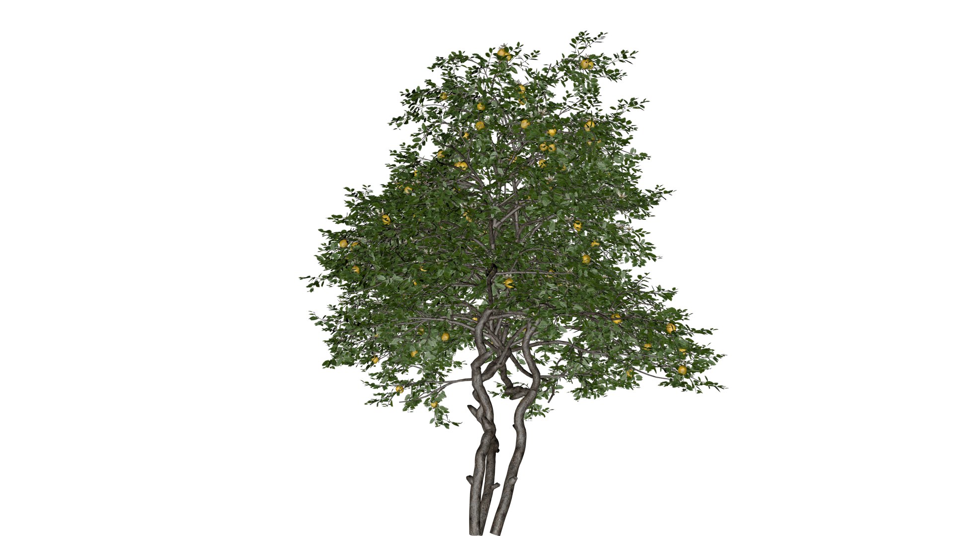 3D Lemon Tree - 10 - - TurboSquid 2376784