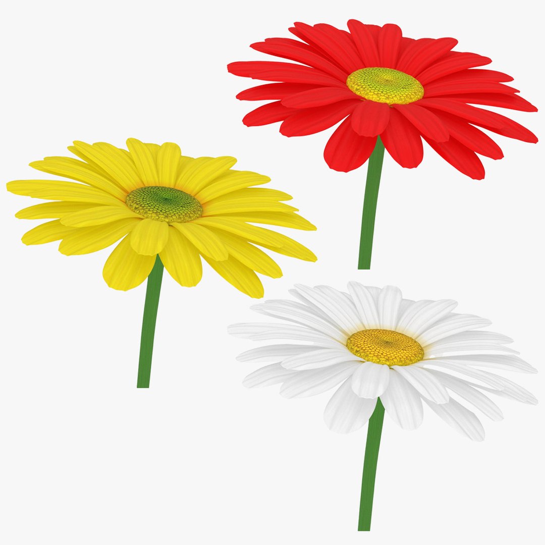 3D Daisy Collection - TurboSquid 2518891