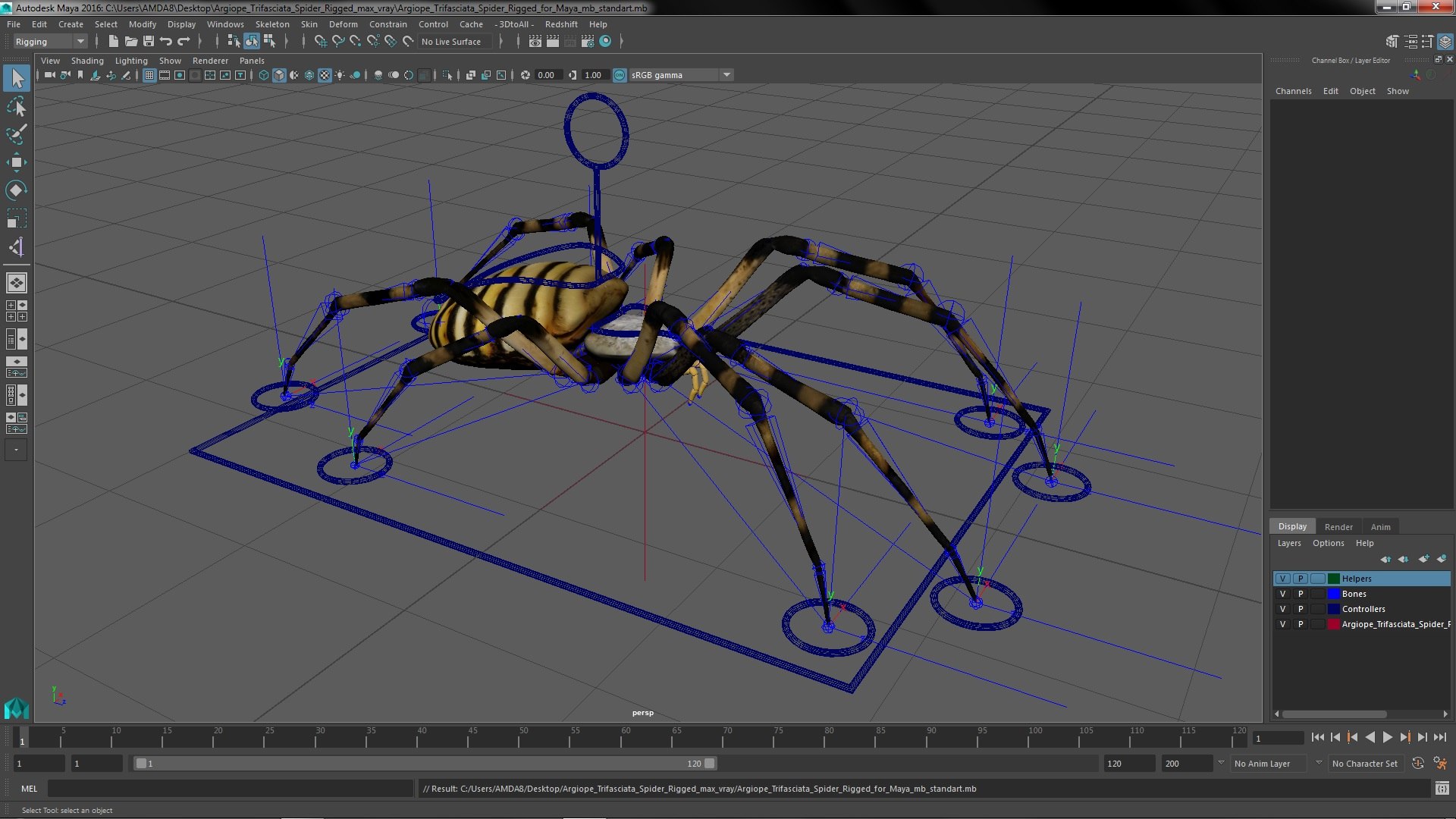 3D model Argiope Trifasciata Spider Rigged for Maya - TurboSquid 1964605