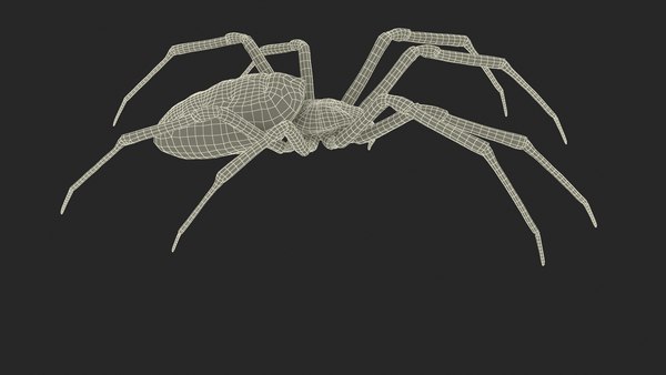 3D model Argiope Trifasciata Spider Rigged for Maya - TurboSquid 1964605