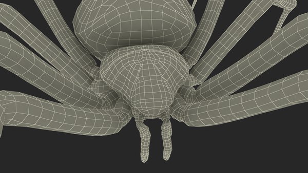 Argiope Trifasciata Spider Rigged for Maya 3D 모델 - TurboSquid 1964605