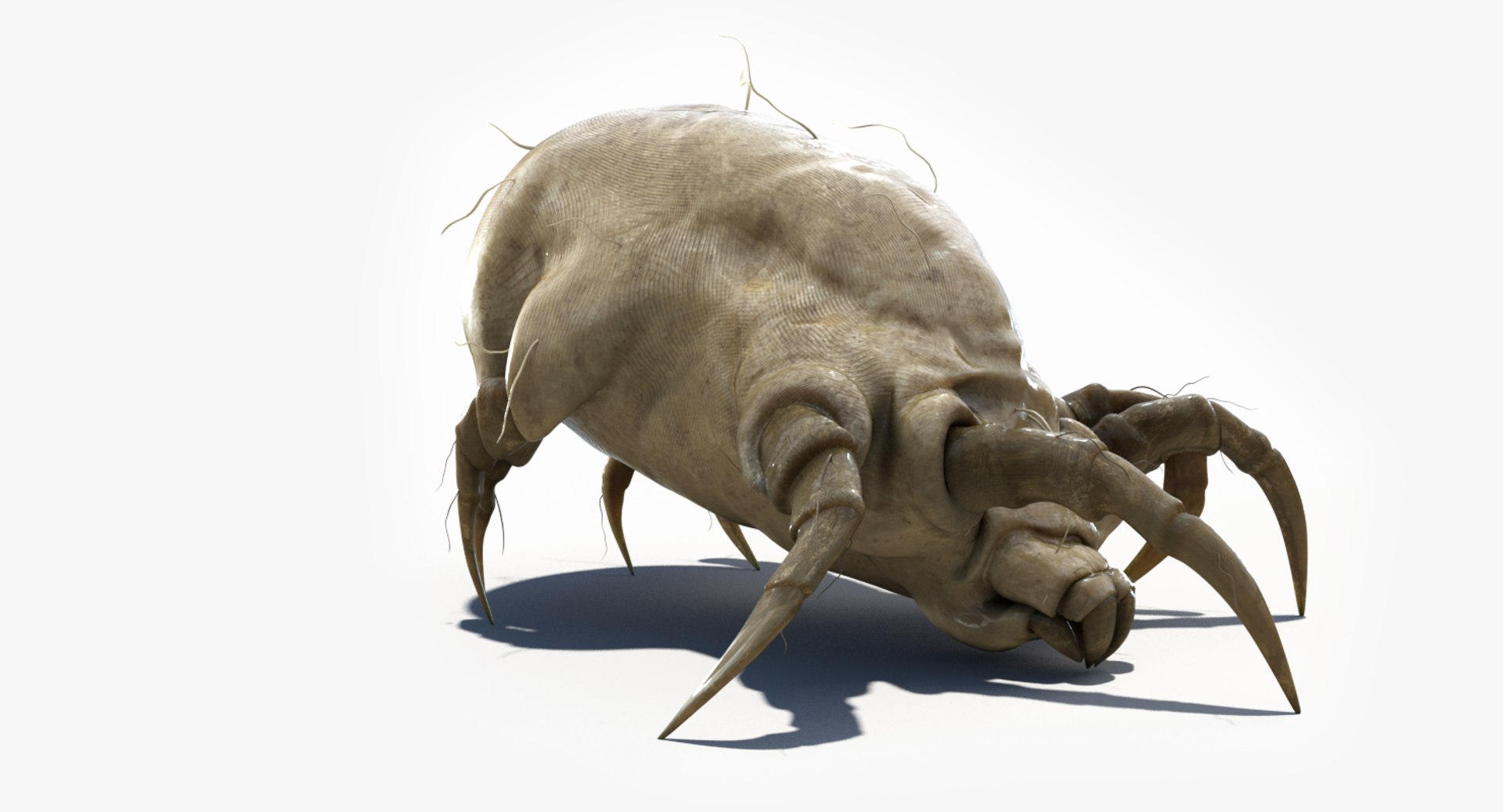 3d Model Dust Mite