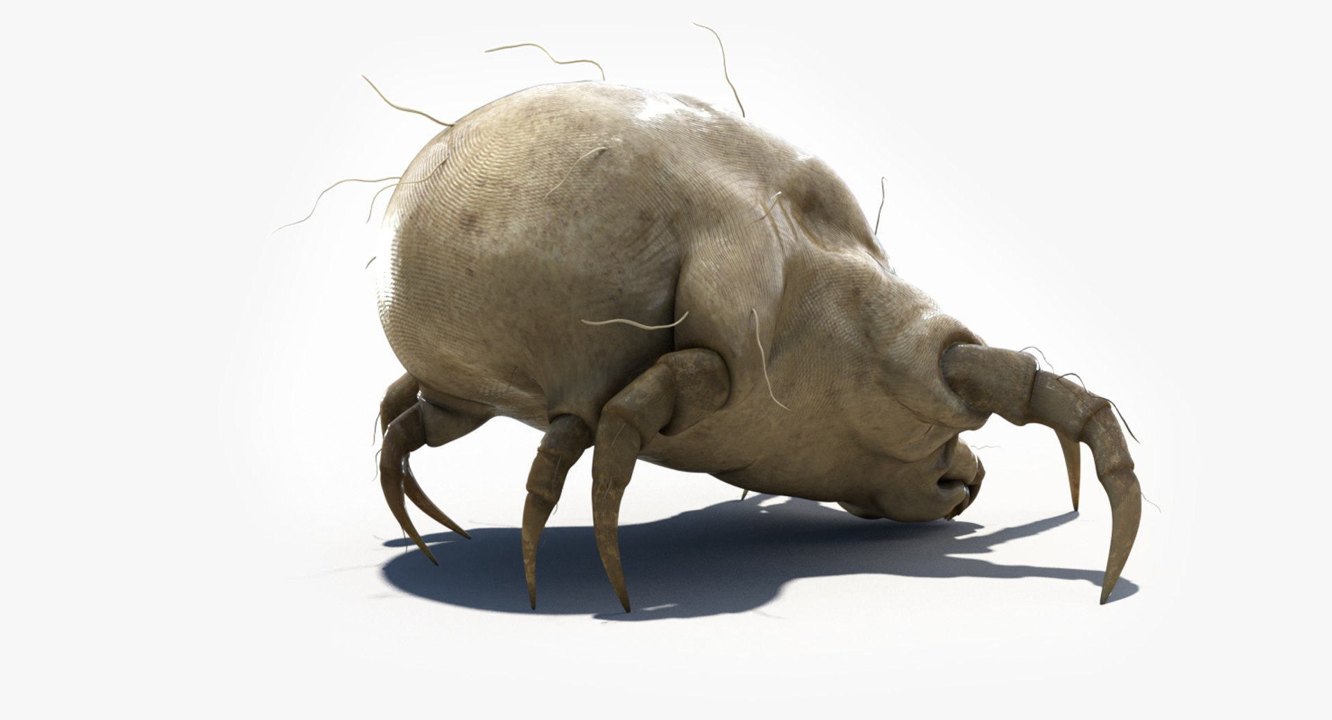3d Model Dust Mite