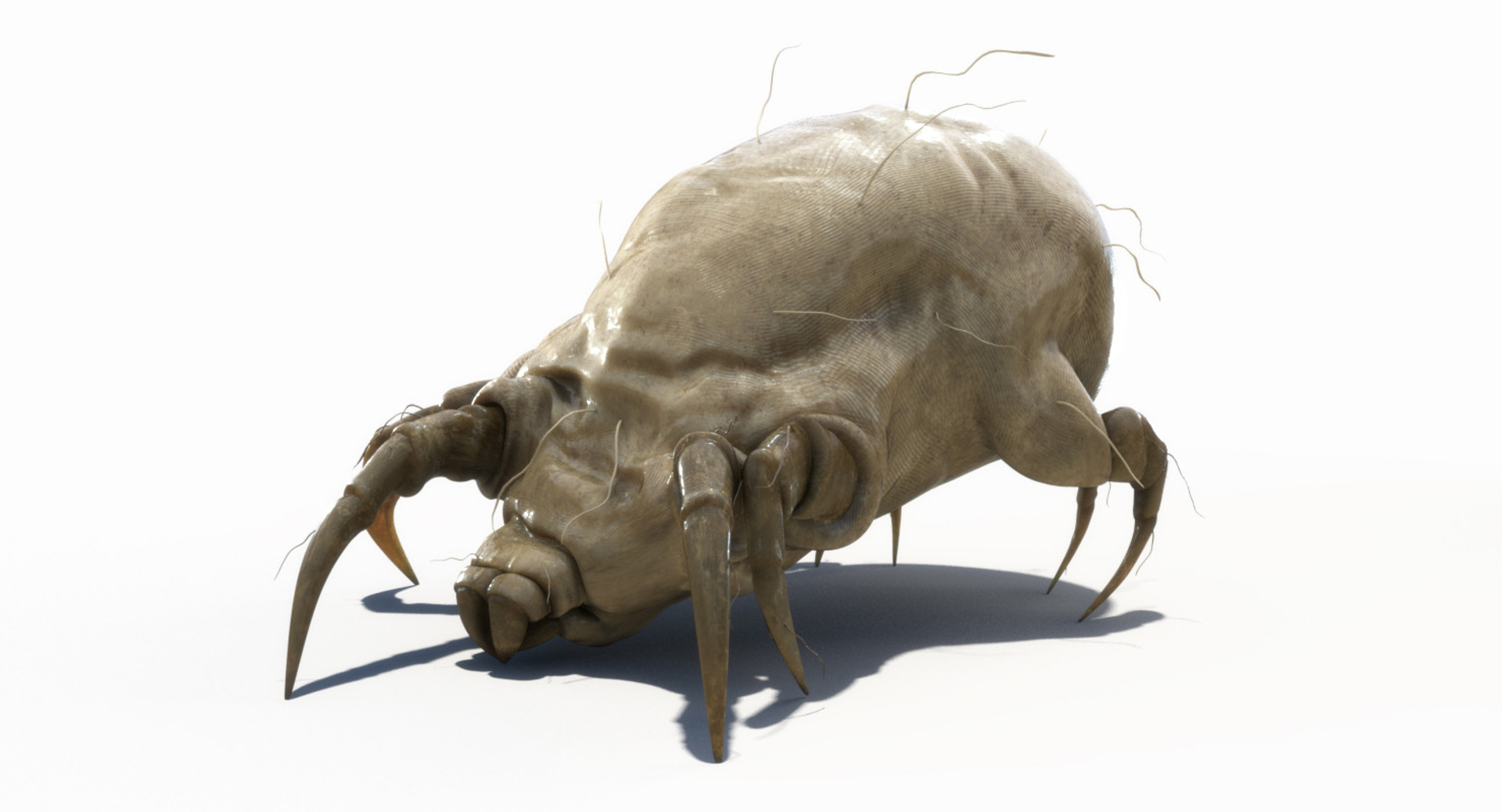 3d Model Dust Mite