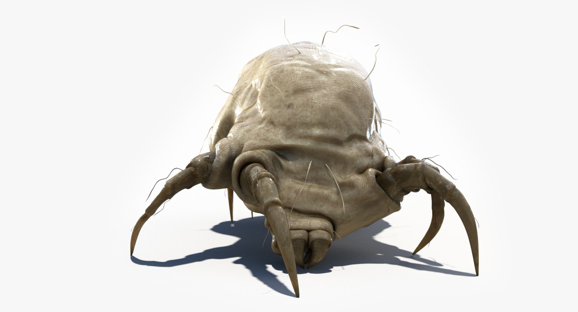 3d Model Dust Mite