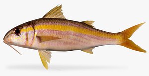 3d model luxilus cardinalis cardinal shiner