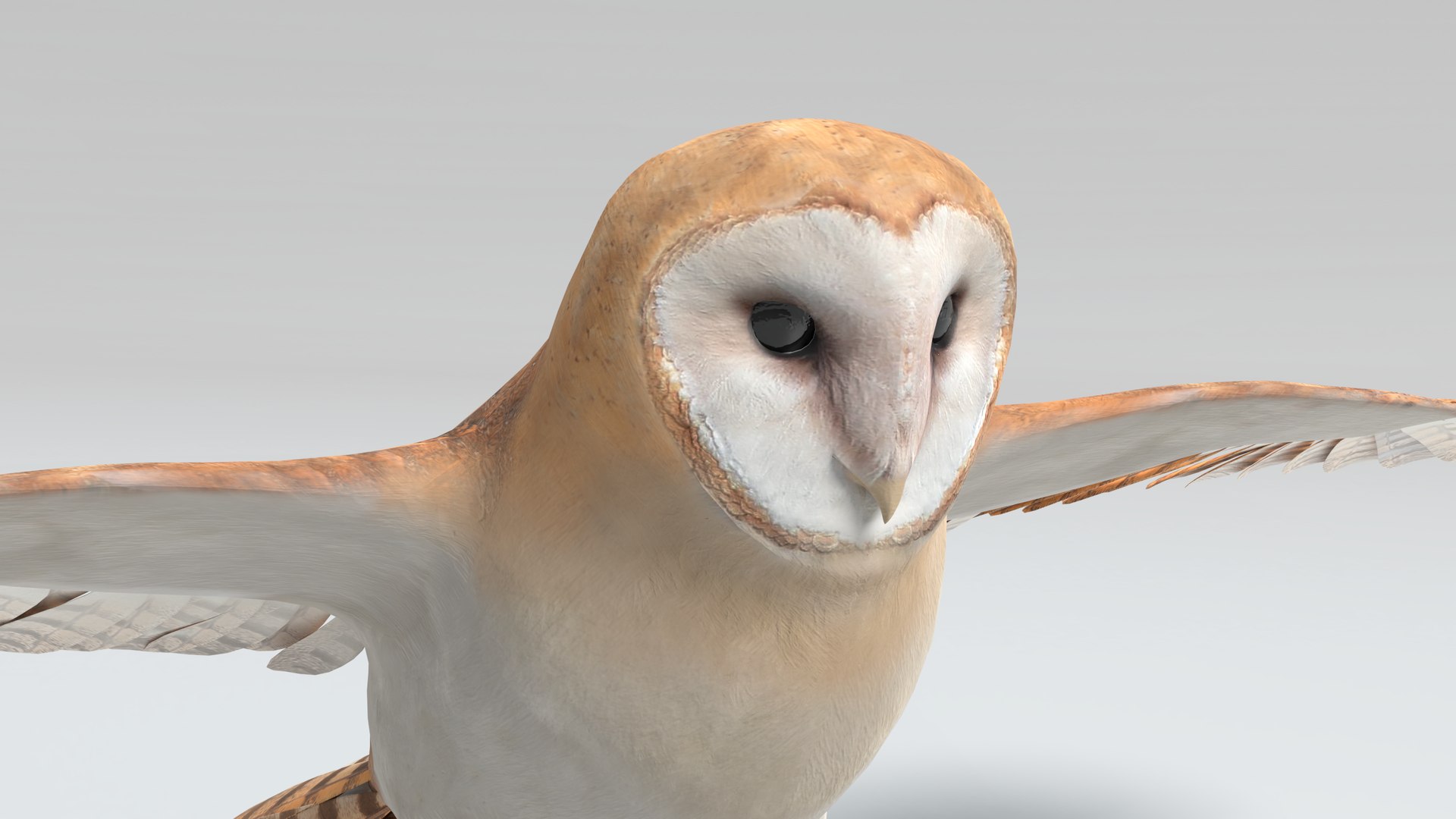 3D Barn Owl - TurboSquid 1514099