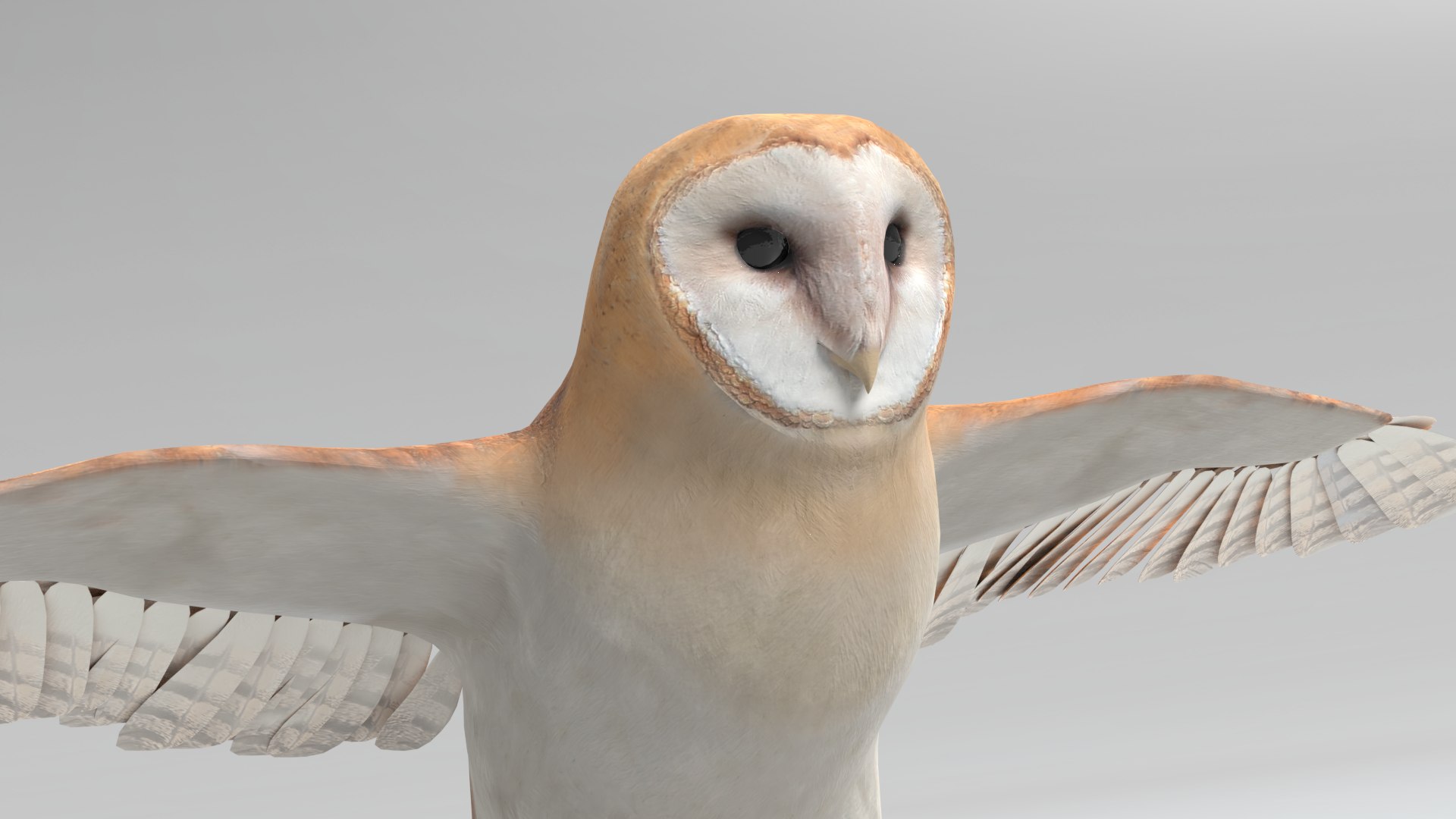 3D Barn Owl - TurboSquid 1514099