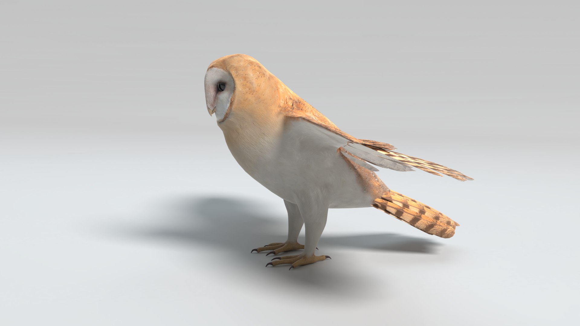 3D Barn Owl - TurboSquid 1514099