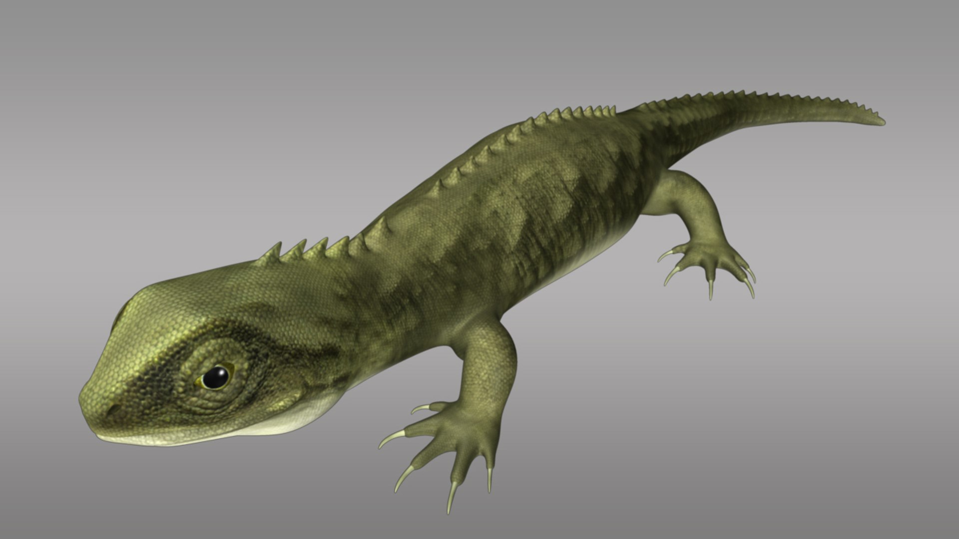 3d Tuatara Sphenodon Punctatus Lizards