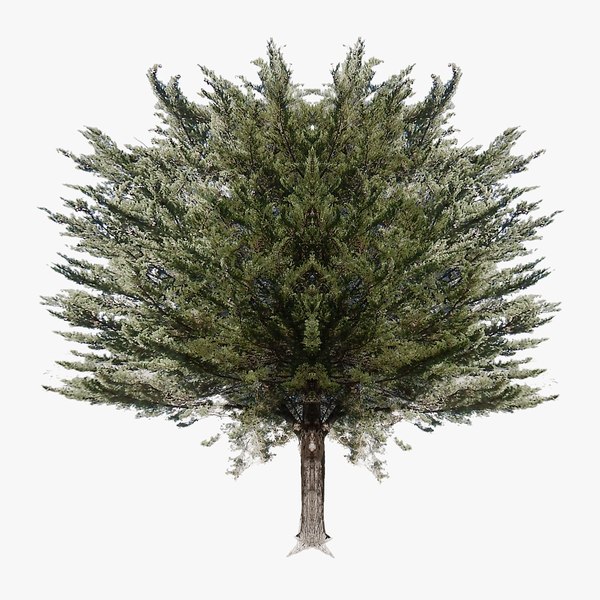 3d model pine tree