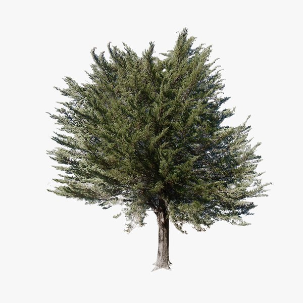 3d model pine tree