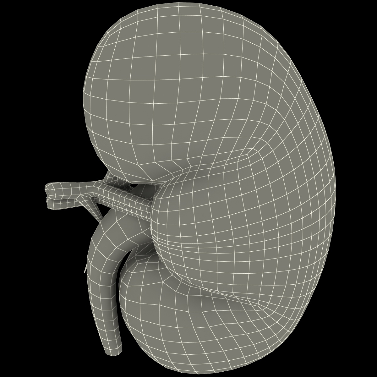 3d model of kidney display modeled