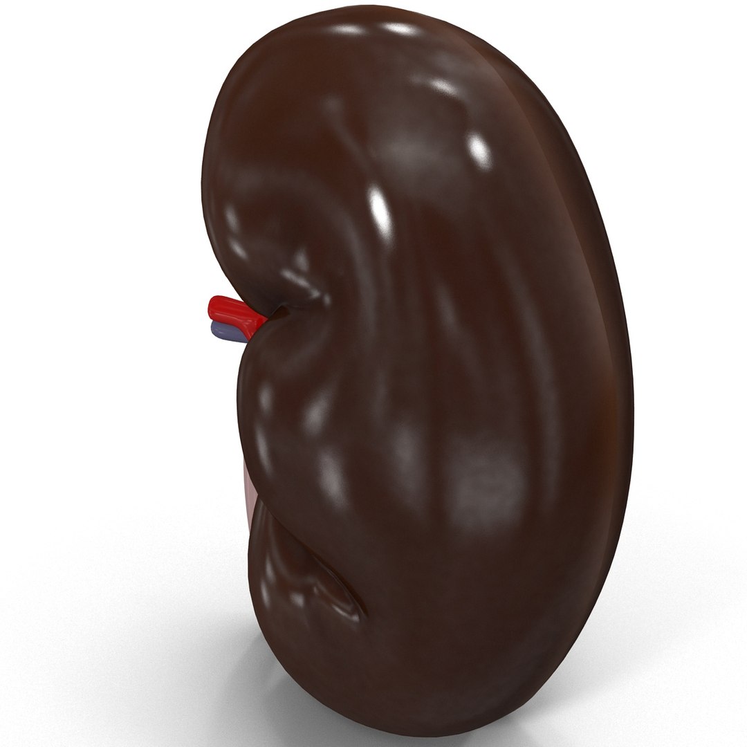 3d Model Of Kidney Display Modeled