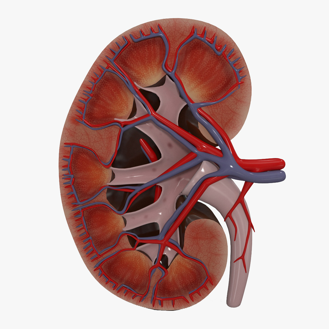 3d model of kidney display modeled