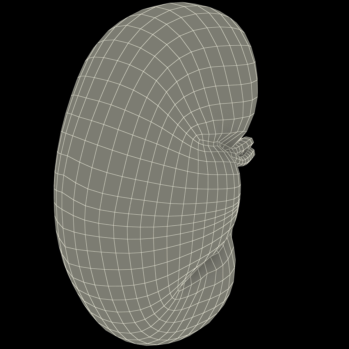 3d model of kidney display modeled