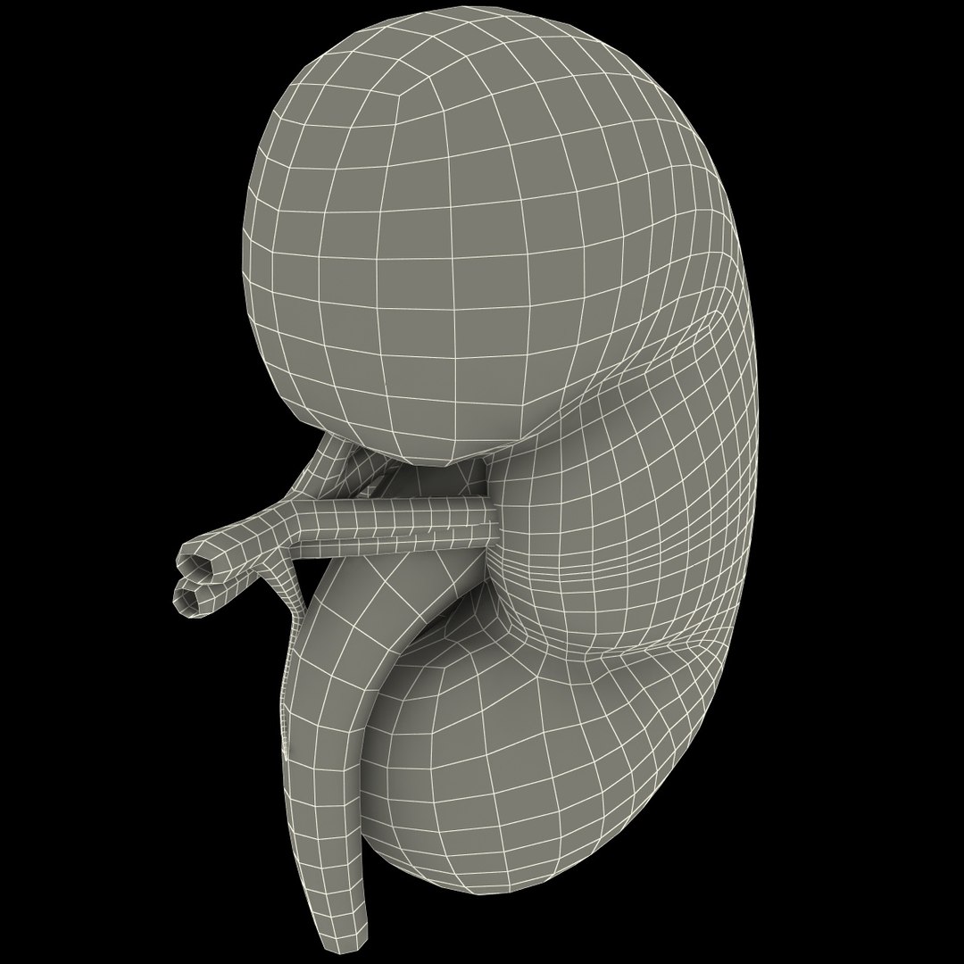 3d model of kidney display modeled
