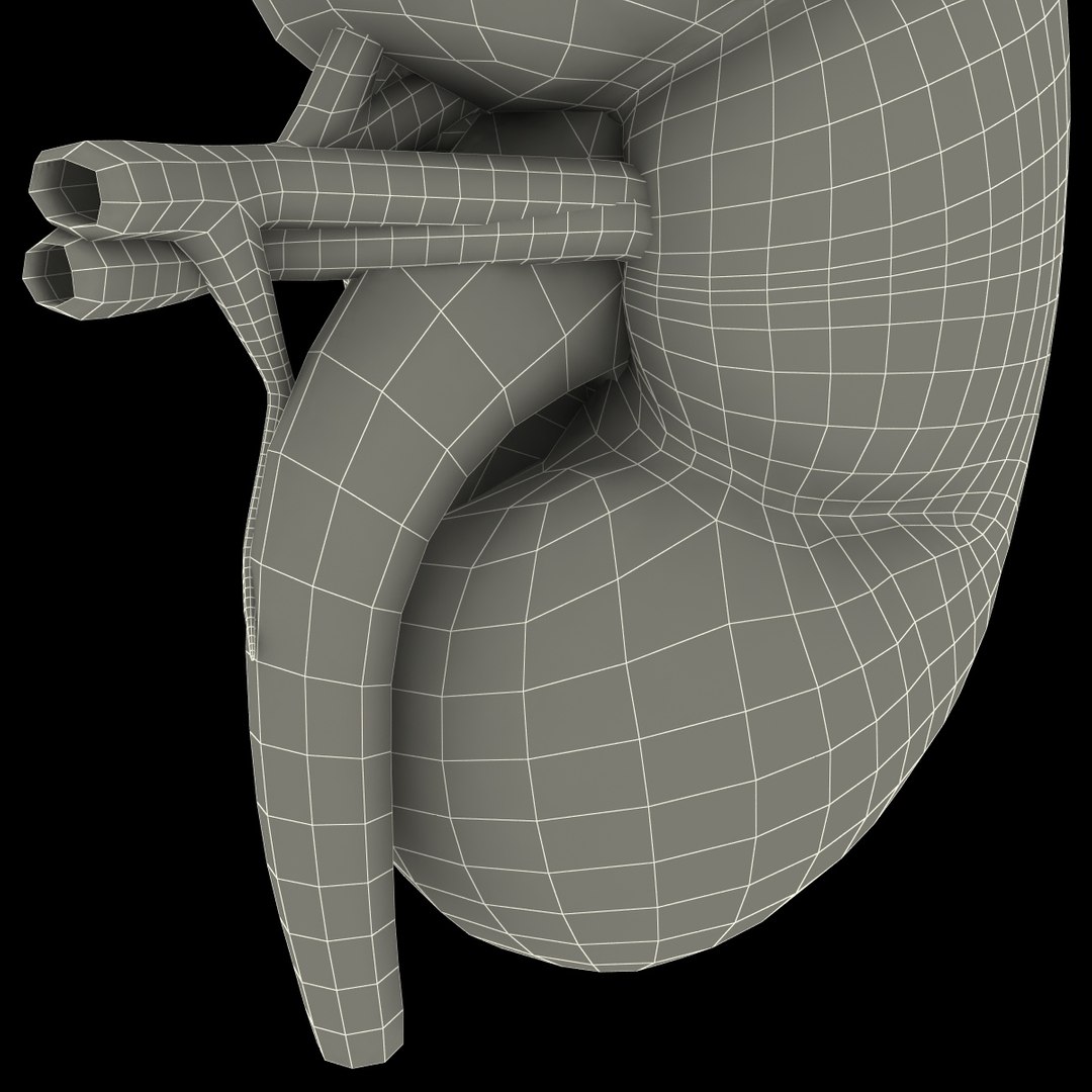 3d model of kidney display modeled