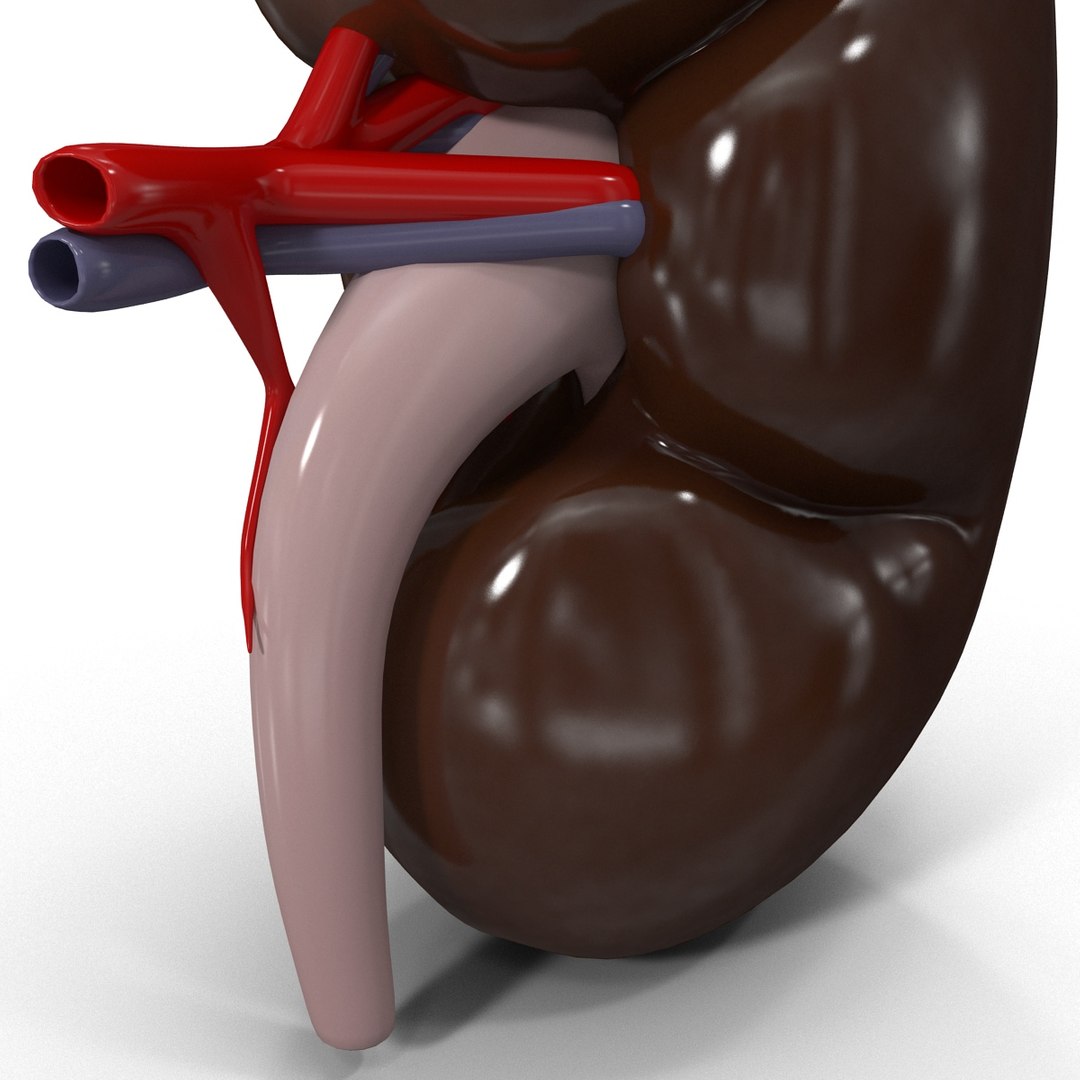 3d model of kidney display modeled