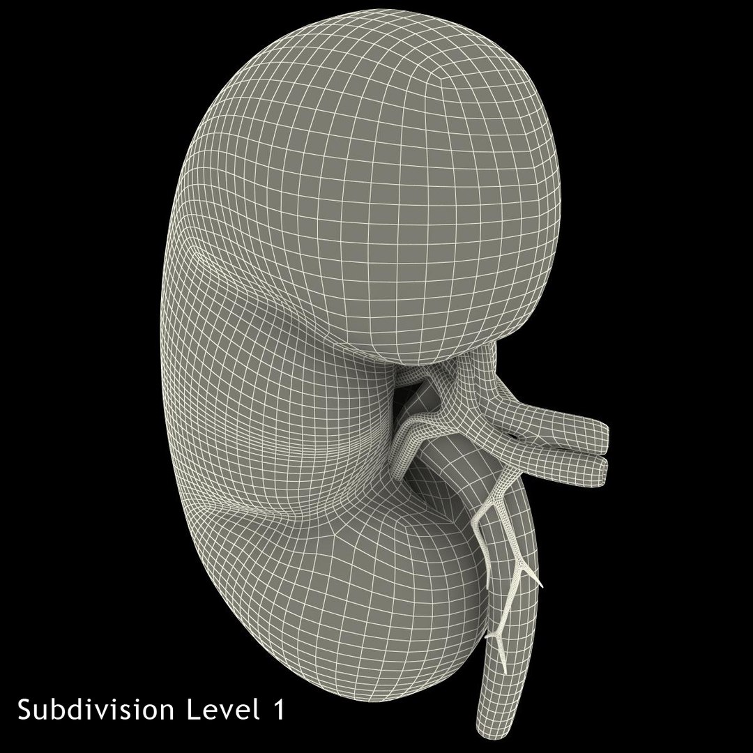 3d model of kidney display modeled