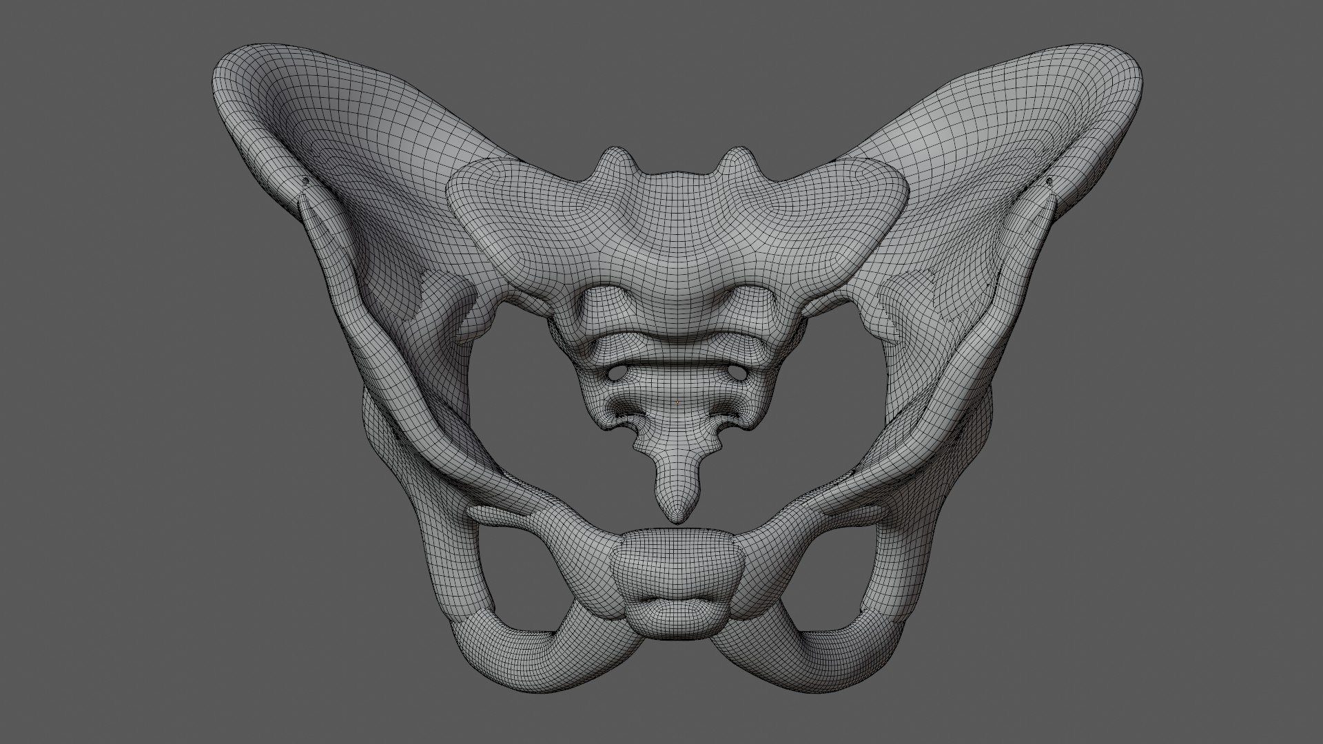 Human Pelvis Model - TurboSquid 1739142