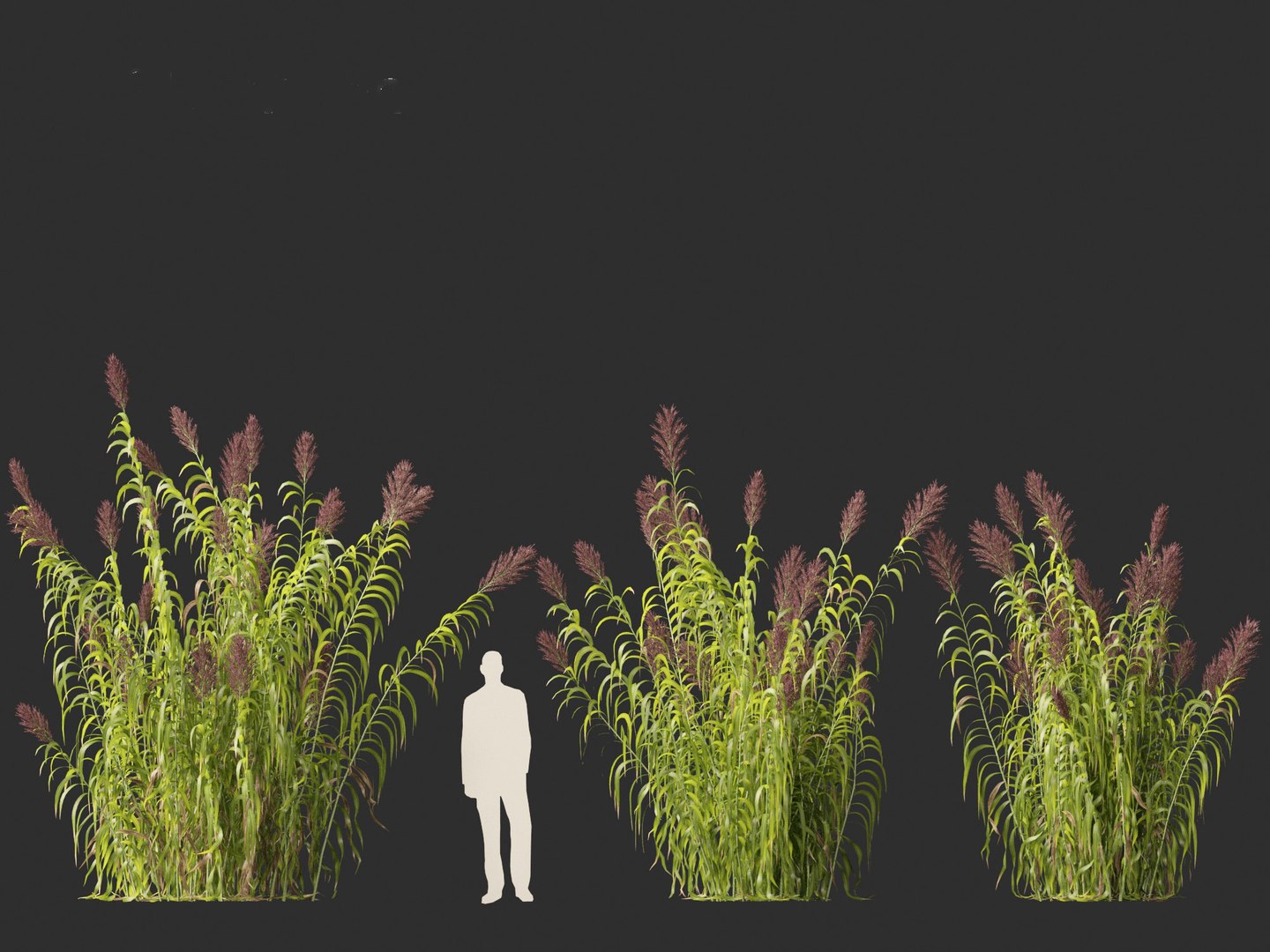 Arundo Donax - Giant Reed 03 3D Model - TurboSquid 2113569