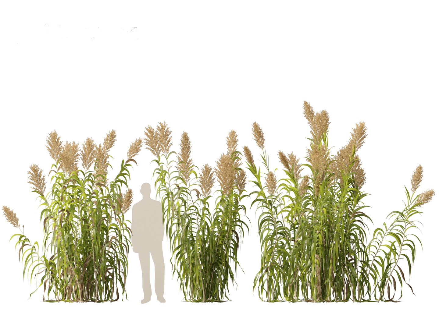 Arundo Donax - Giant Reed 03 3D Model - TurboSquid 2113569
