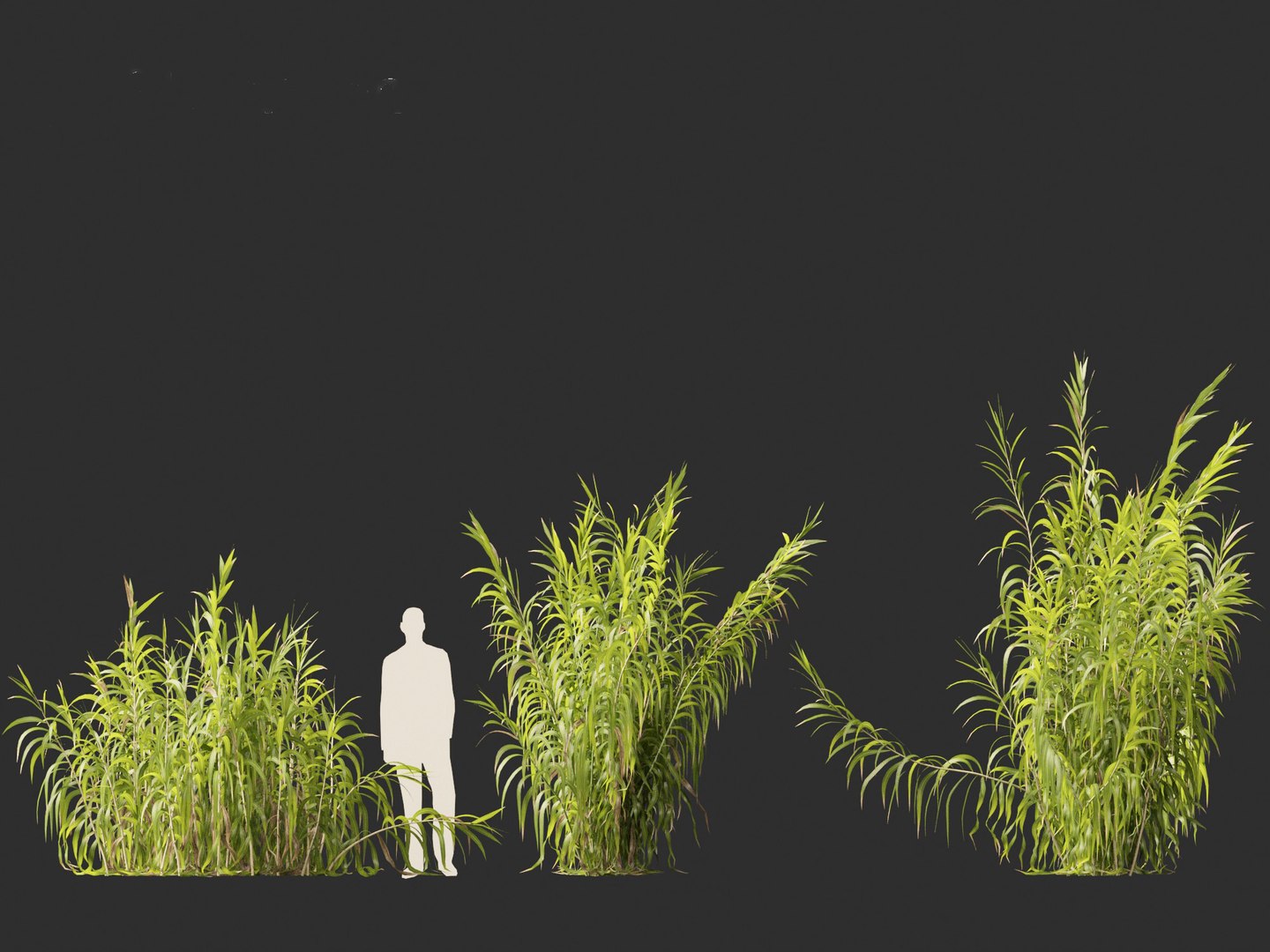 Arundo Donax - Giant Reed 03 3D Model - TurboSquid 2113569
