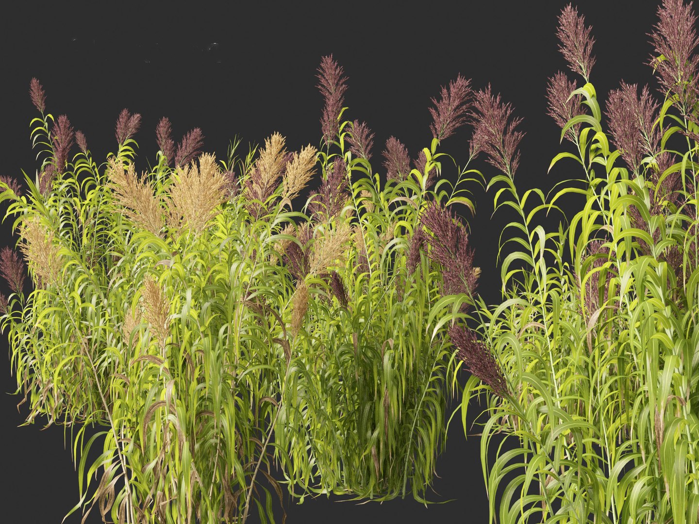 Arundo Donax - Giant Reed 03 3D Model - TurboSquid 2113569