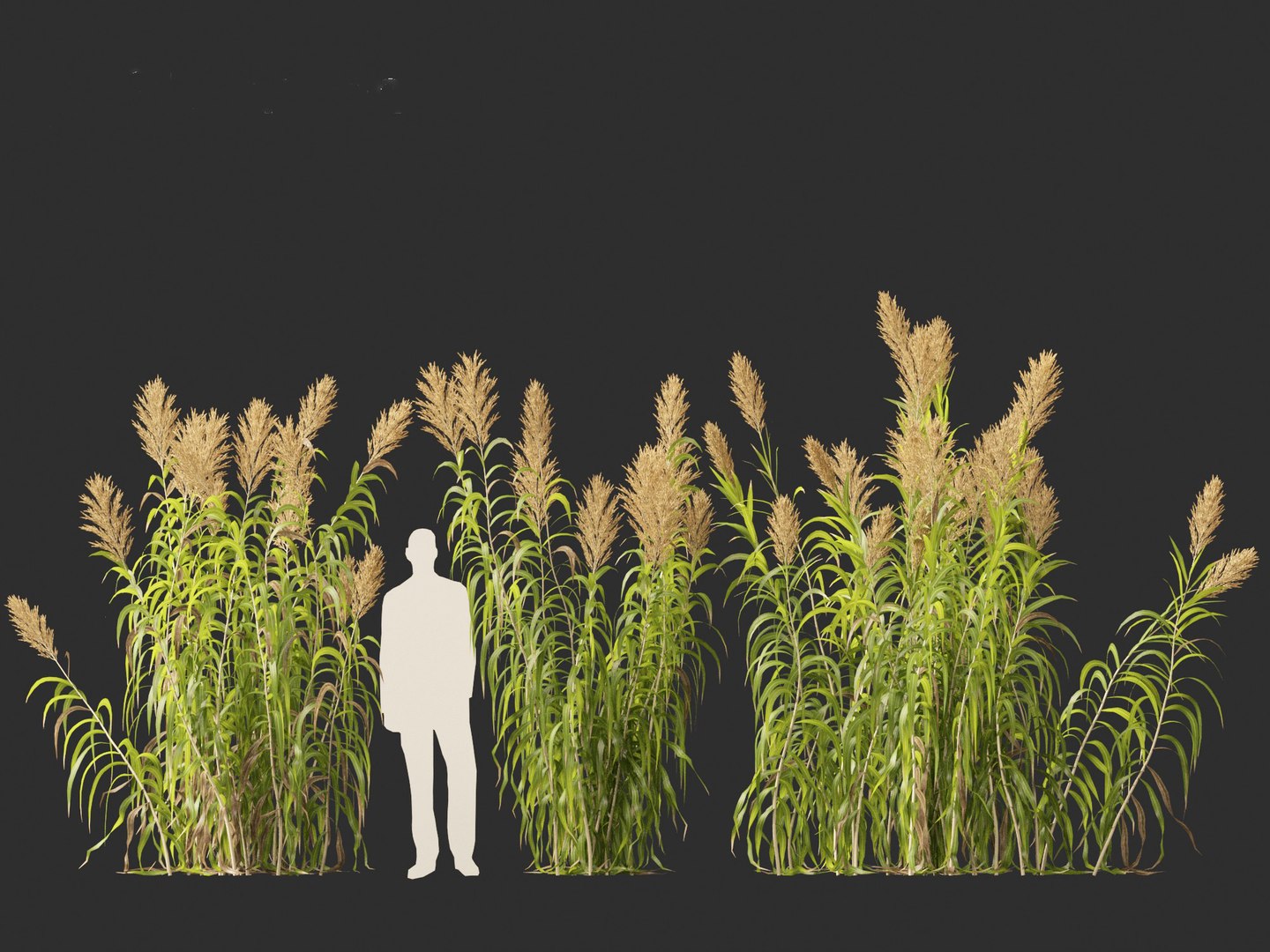 Arundo Donax - Giant Reed 03 3D Model - TurboSquid 2113569