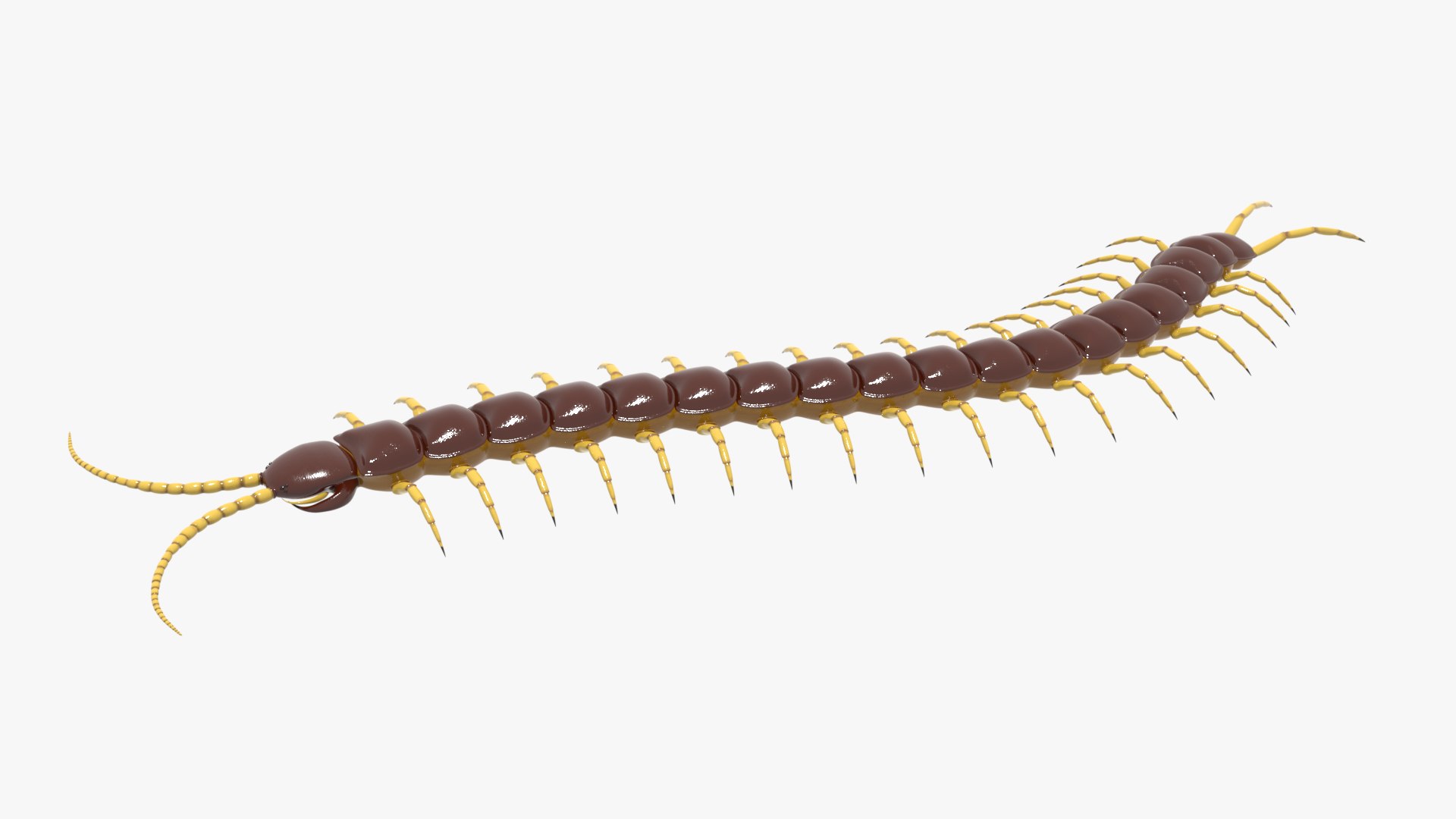 3D Centipede - TurboSquid 1703950