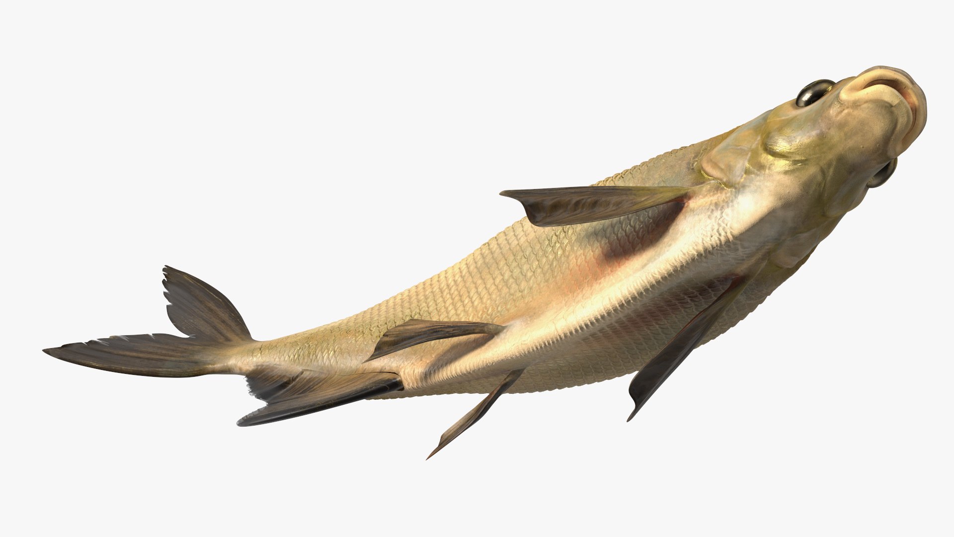 Bronze Bream Fish Rigged For Cinema 4D 3D Model - TurboSquid 2164971