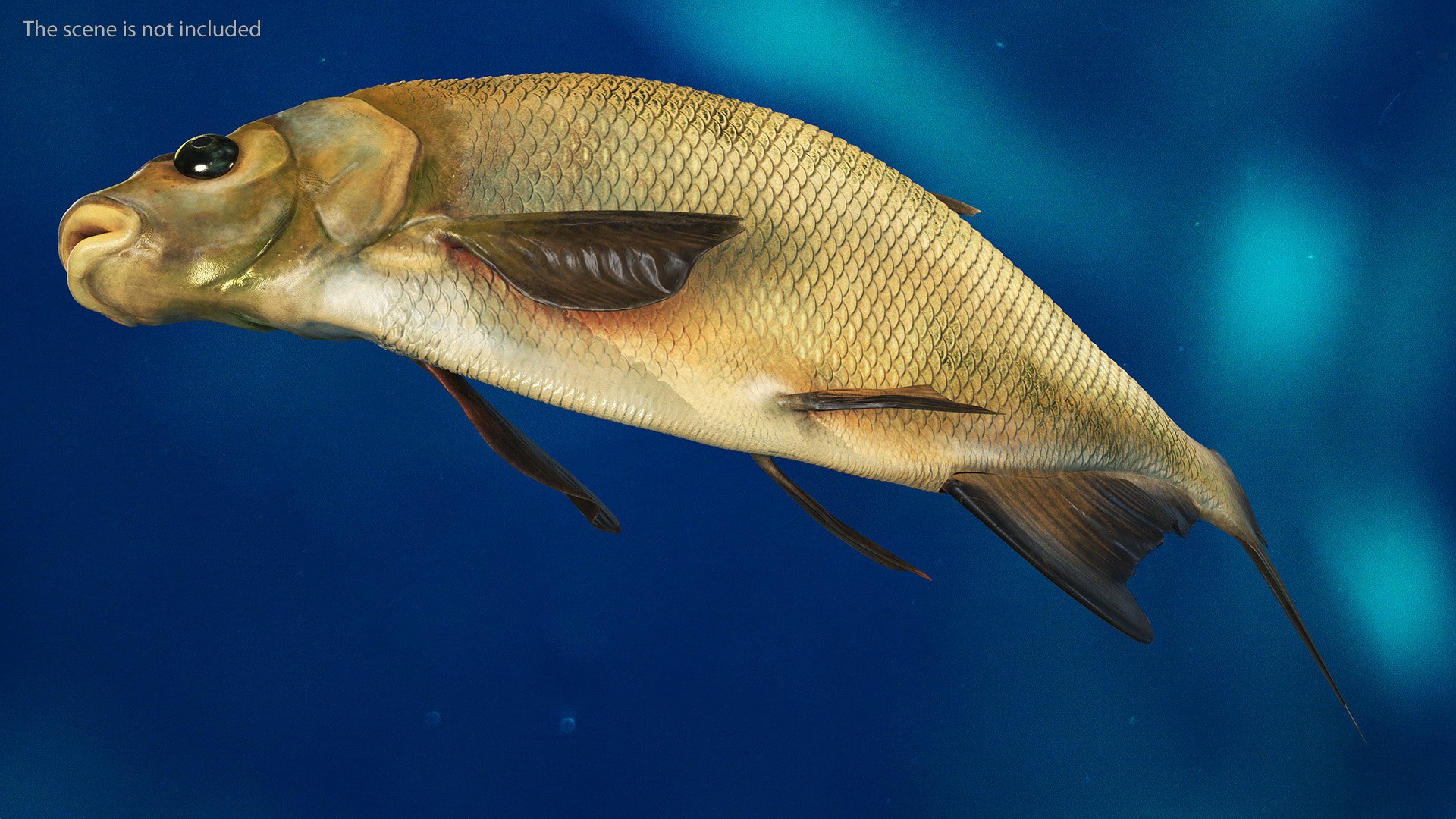 Bronze Bream Fish Rigged For Cinema 4D 3D Model - TurboSquid 2164971
