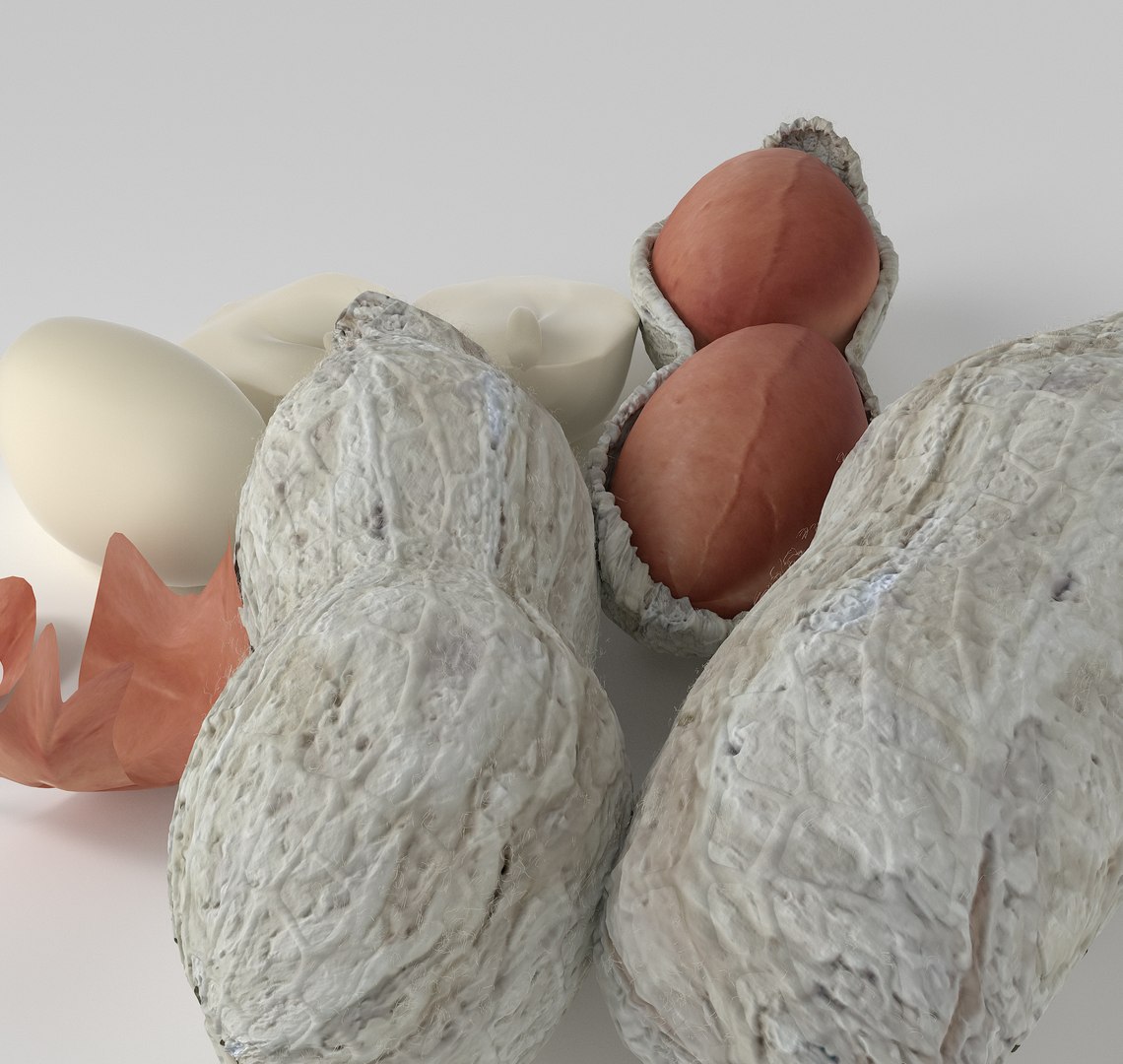 Realistic Peanut 3d Obj
