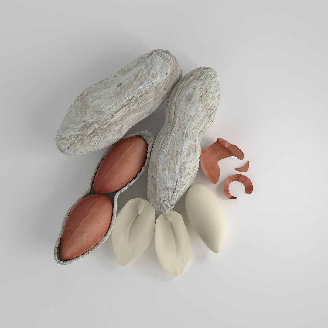 realistic peanut 3d obj
