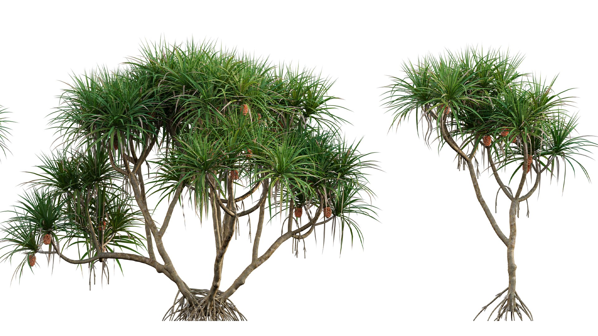 3D Pandanus Tectorius - Screw Pine 02 - TurboSquid 1985790