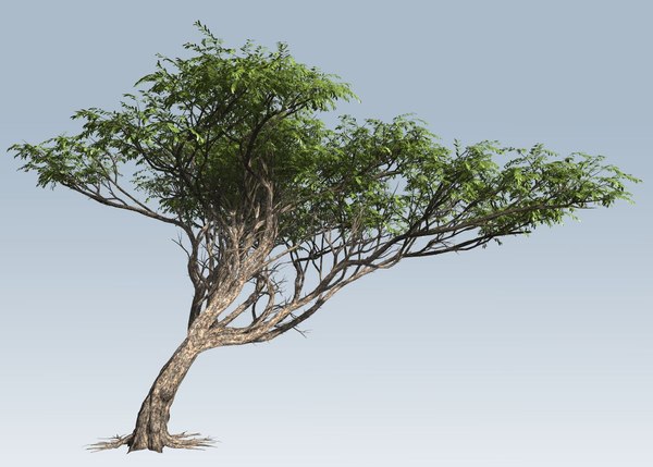 Rhino Tree Models | TurboSquid