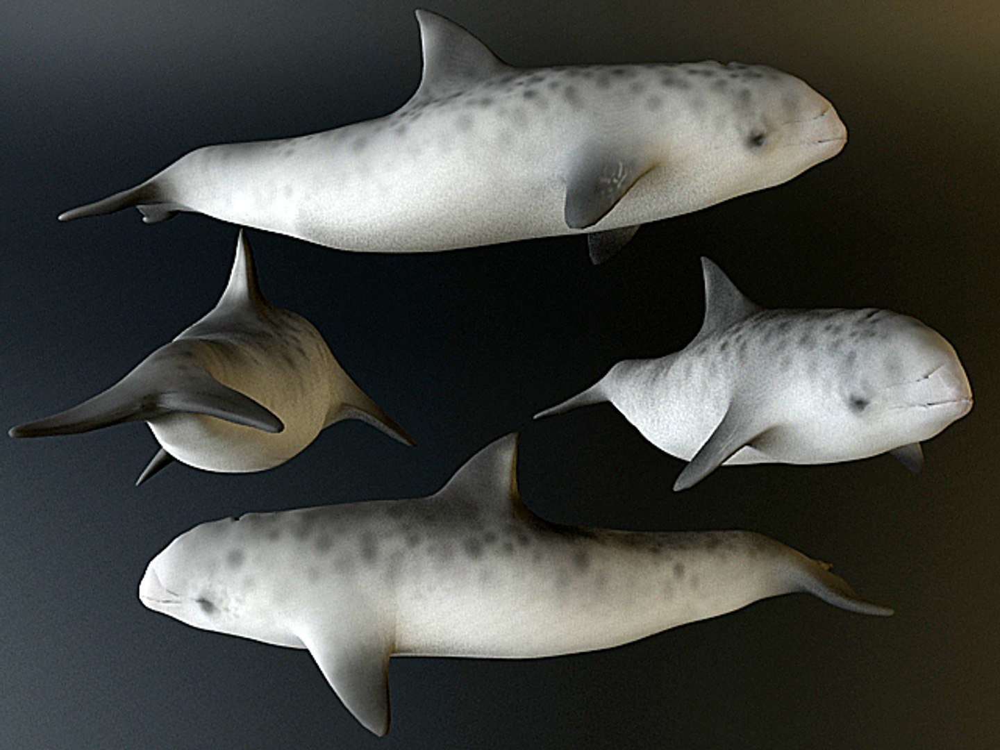 Artic Dolphin 3d Max
