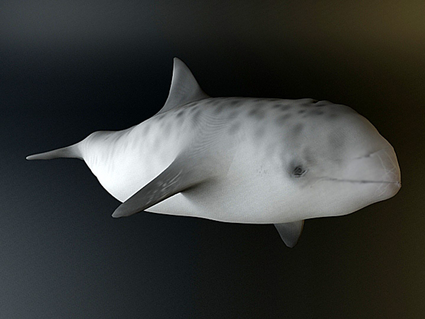 Artic Dolphin 3d Max