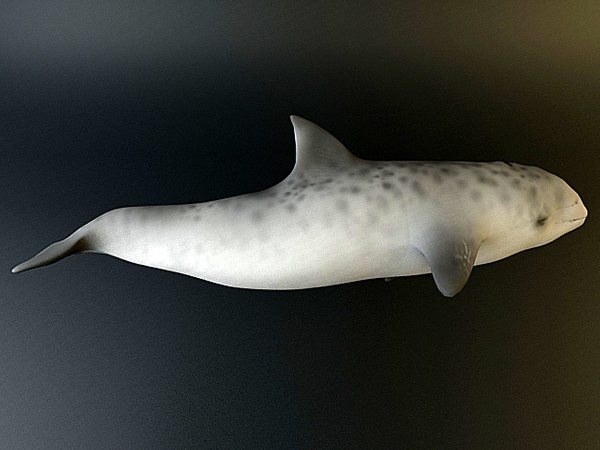 artic dolphin 3d max