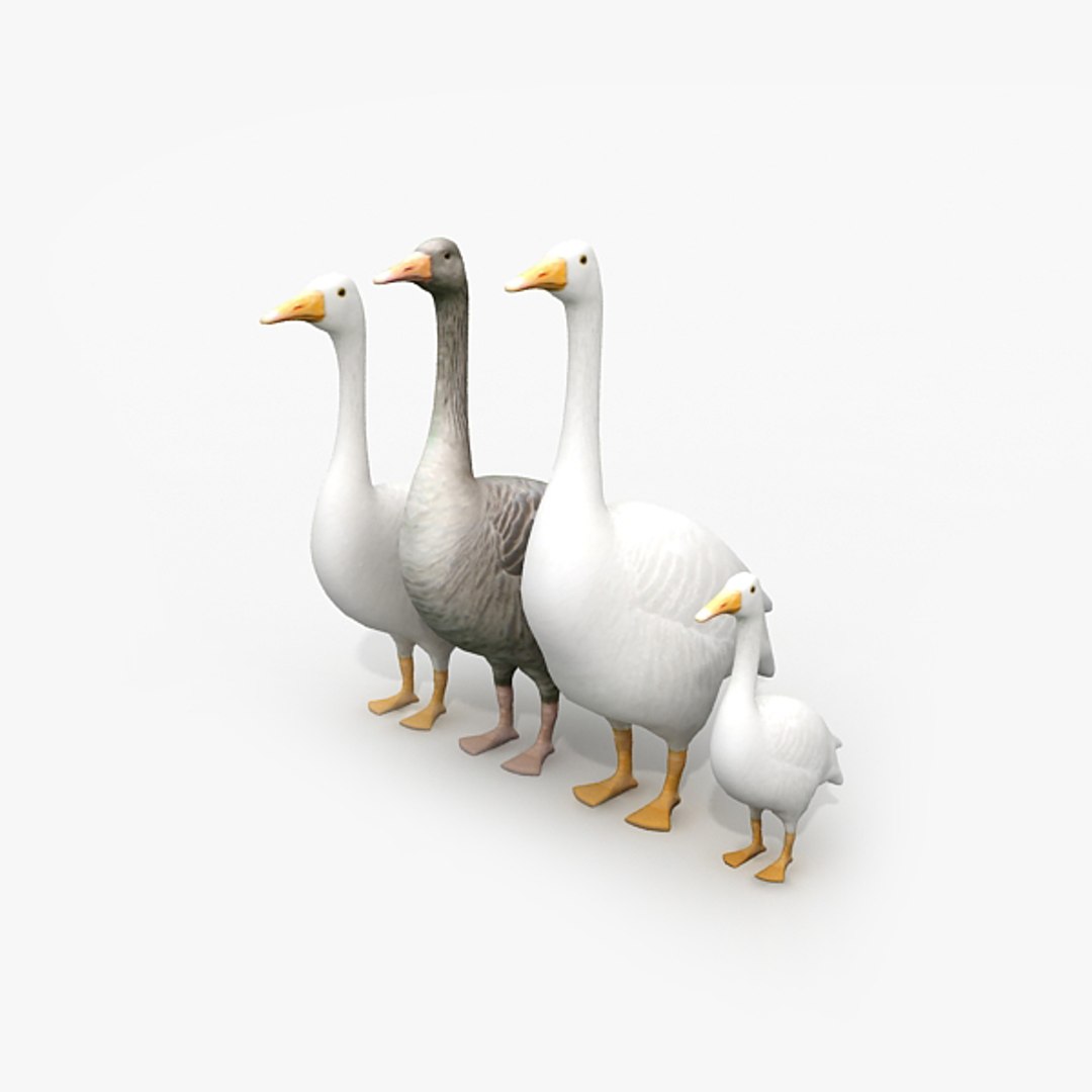 3d Model Of Goose Family