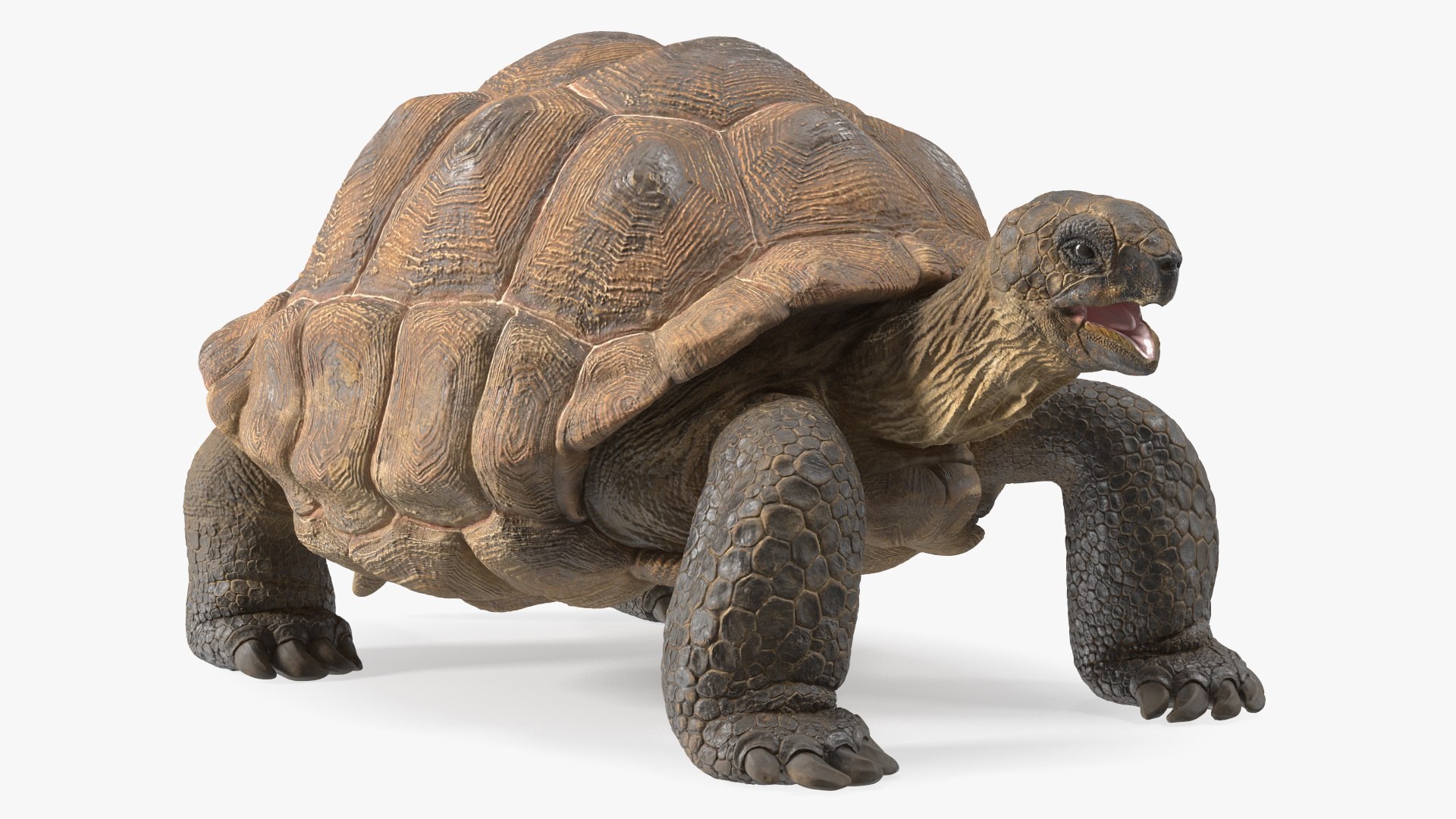 Aldabra Giant Tortoise 3D model - TurboSquid 2111999