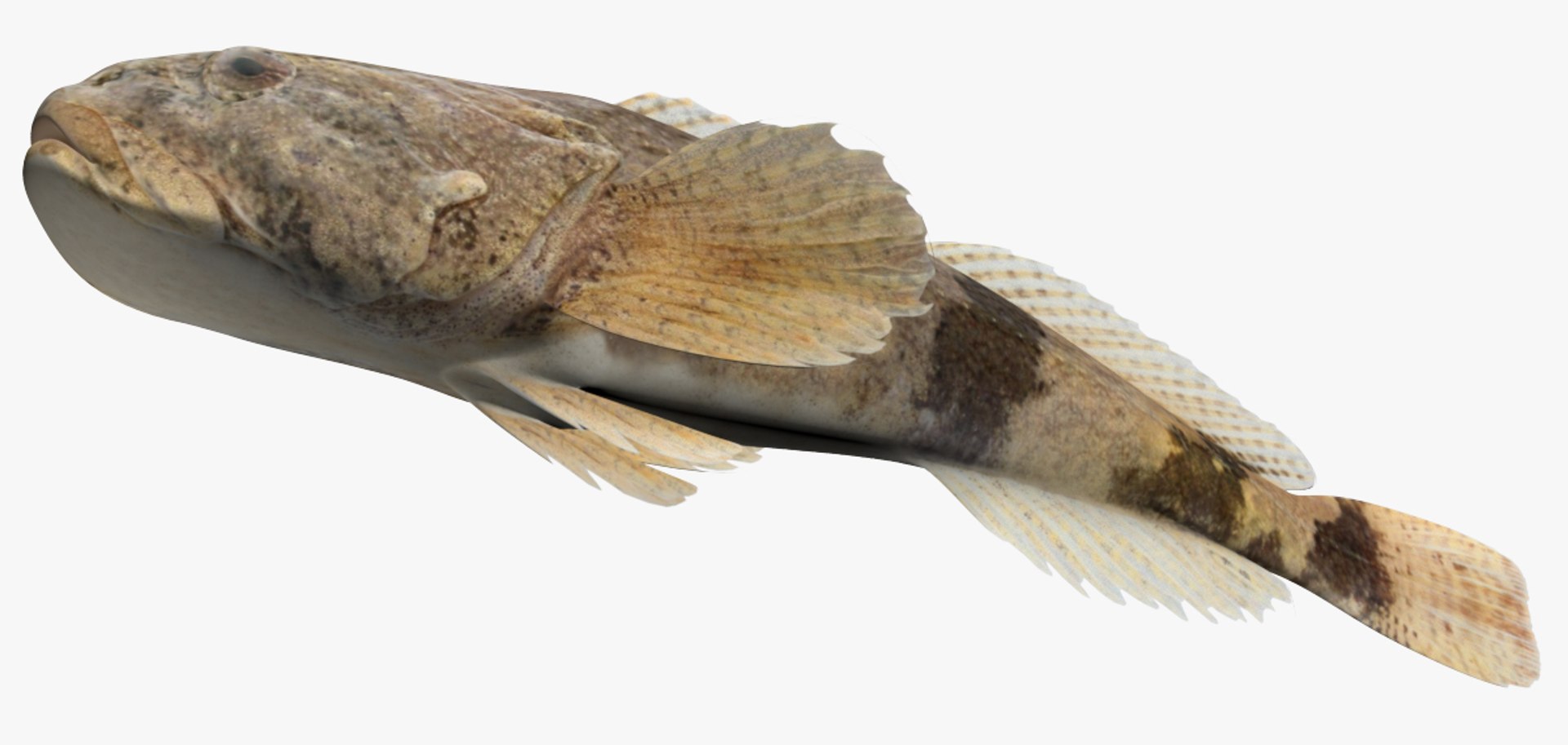 Cottus Carolinae Banded Sculpin Model - TurboSquid 1306442